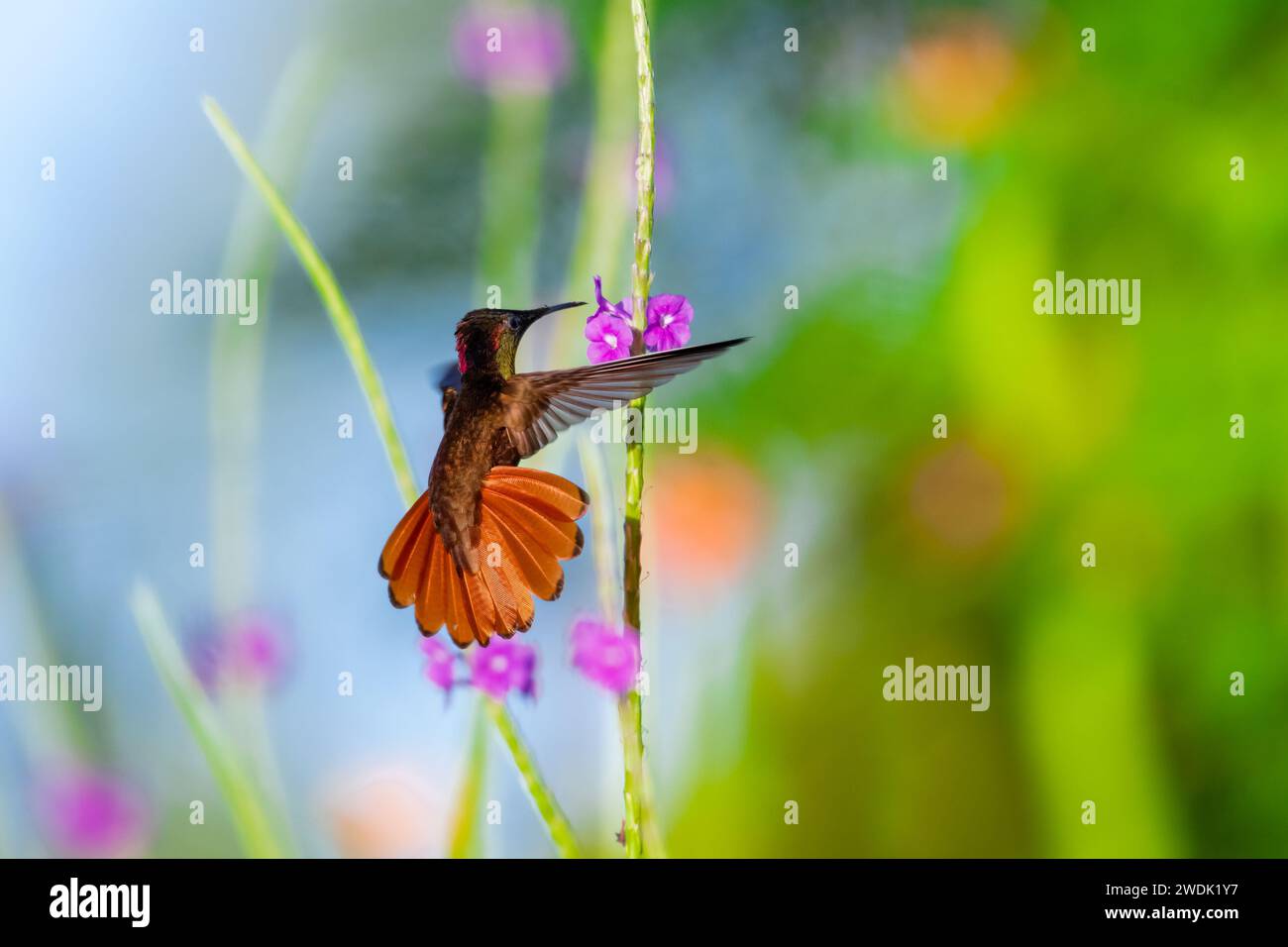 Tropical, Ruby Topaz hummingbird, Chrysolampis mosquitus, flying with ...