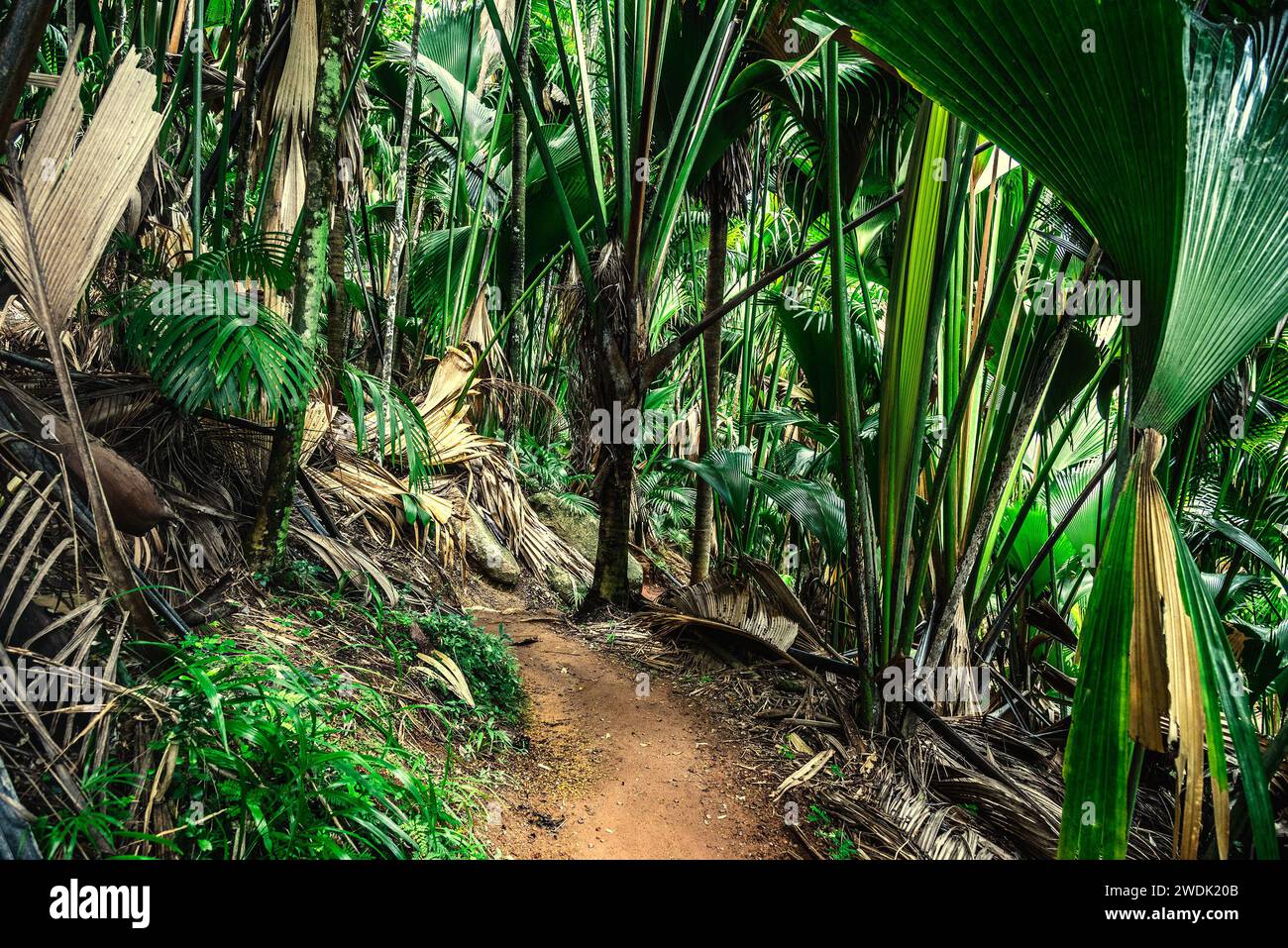 Path in the jungle surrounded by tropical plants. Praslin island ...
