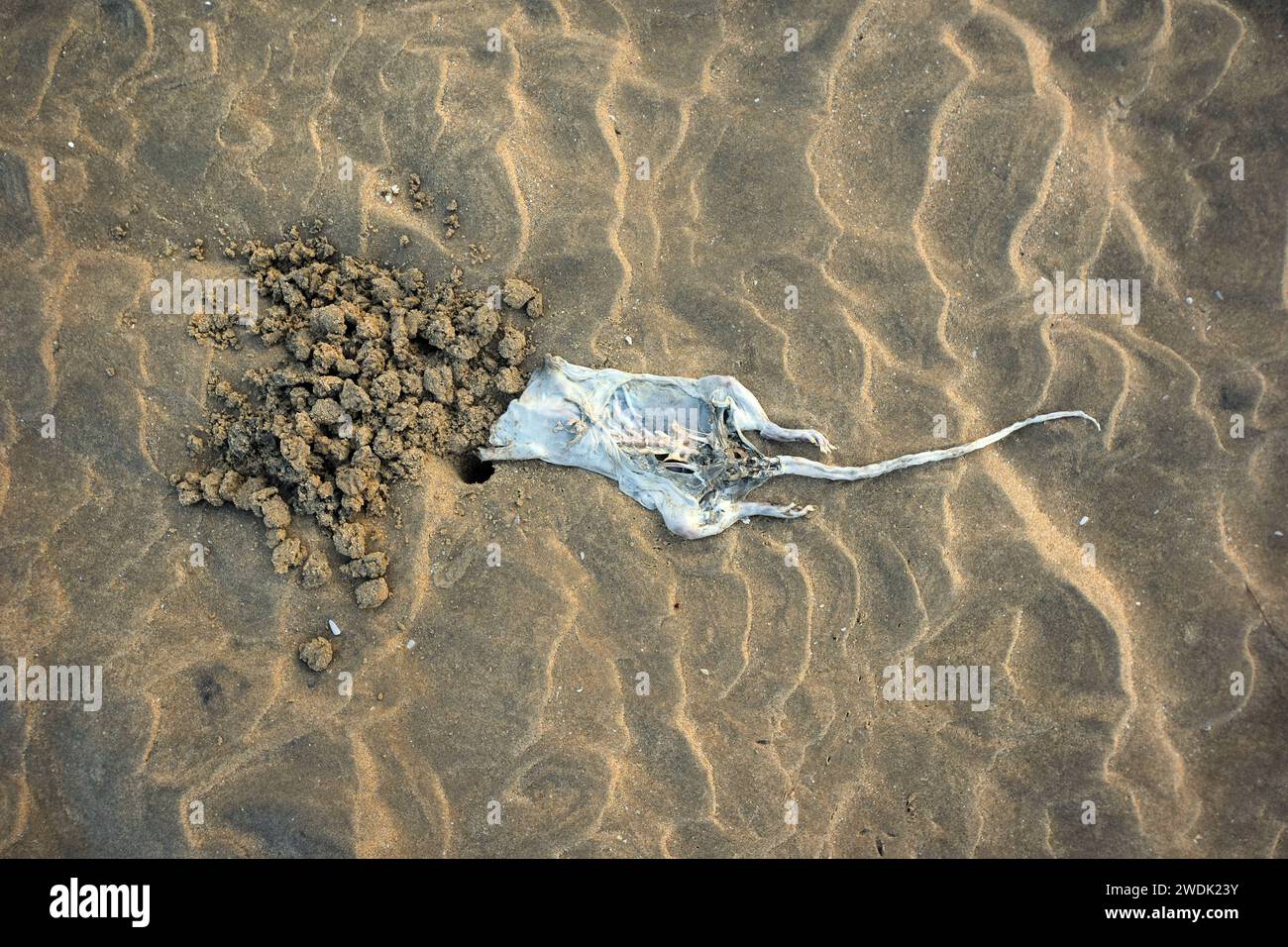 RECORD DATE NOT STATED Kumta, Karnataka Kumta, Karnataka Kumta ...