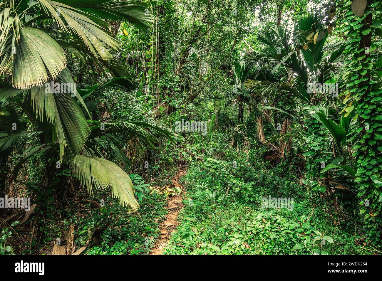 Narrow path in the jungle in Praslin island, Seychelles Stock Photo - Alamy