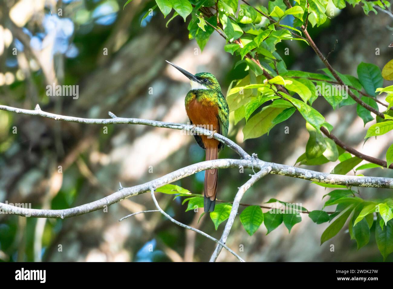 Tropical Rufous-tailed Jacamar, Galbula ruficauda, with a long beak ...
