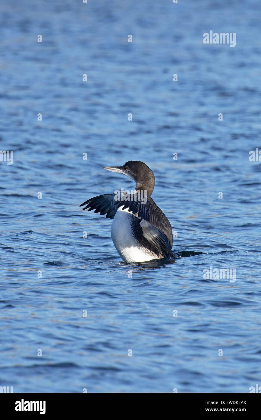 Great Northern Diver (Gavia imme) aka Common Loon juvenile flapping ...