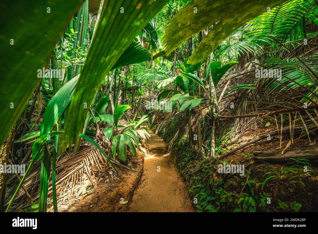 Dirt path in the jungle in Valle dei Mai. Praslin island, Seychelles ...