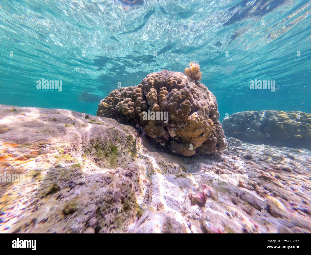 Underwater seascape vegetation coral reef hi-res stock photography and ...