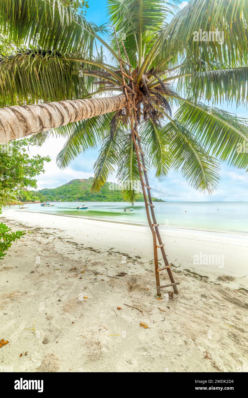 Ladder leaning against tree hi-res stock photography and images - Alamy