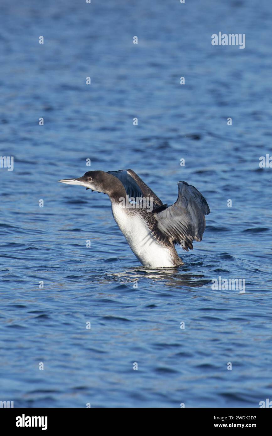 Great Northern Diver (Gavia imme) aka Common Loon juvenile flapping ...