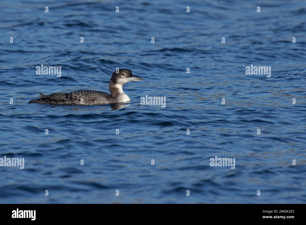 Great Northern Diver (Gavia imme) juvenile Whitlingham CP Norwich ...