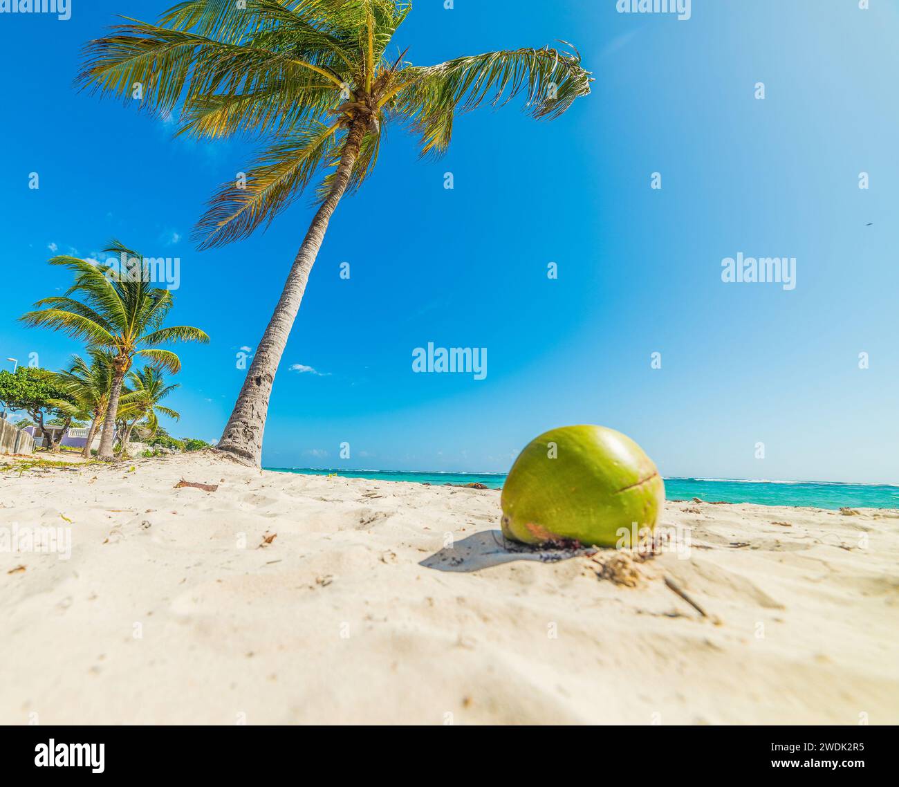 Coconut and palm trees in Raisins Clairs beach in Guadeloupe, French ...