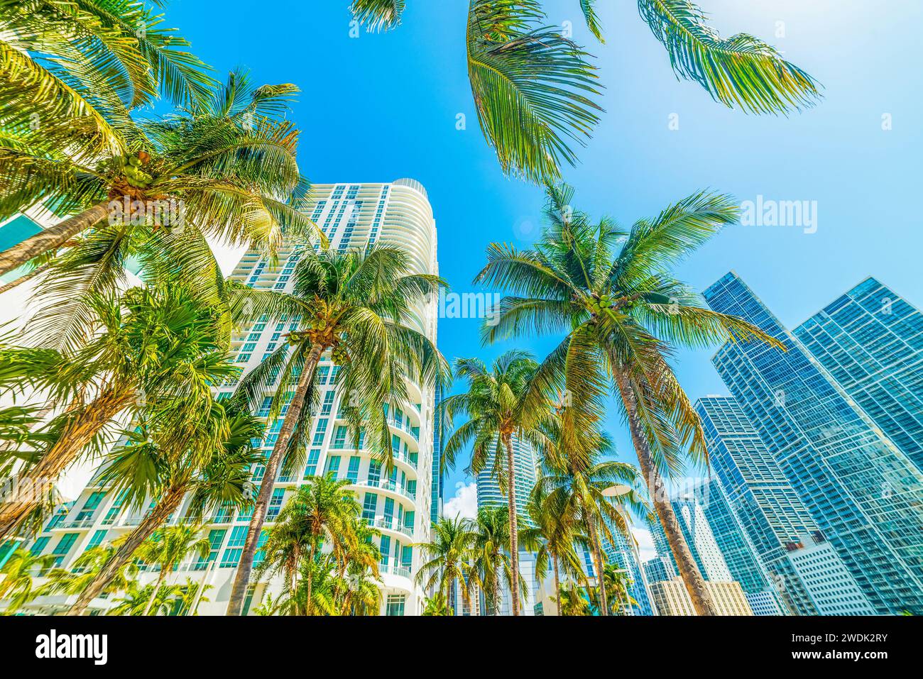 Coconut palms and skyscrapers in downtown Miami, USA Stock Photo - Alamy