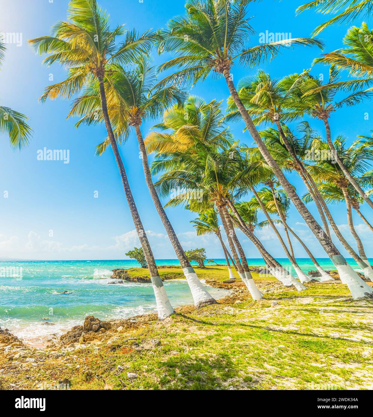 Palm trees by the sea in Le Gosier shore in Guadeloupe, French west ...