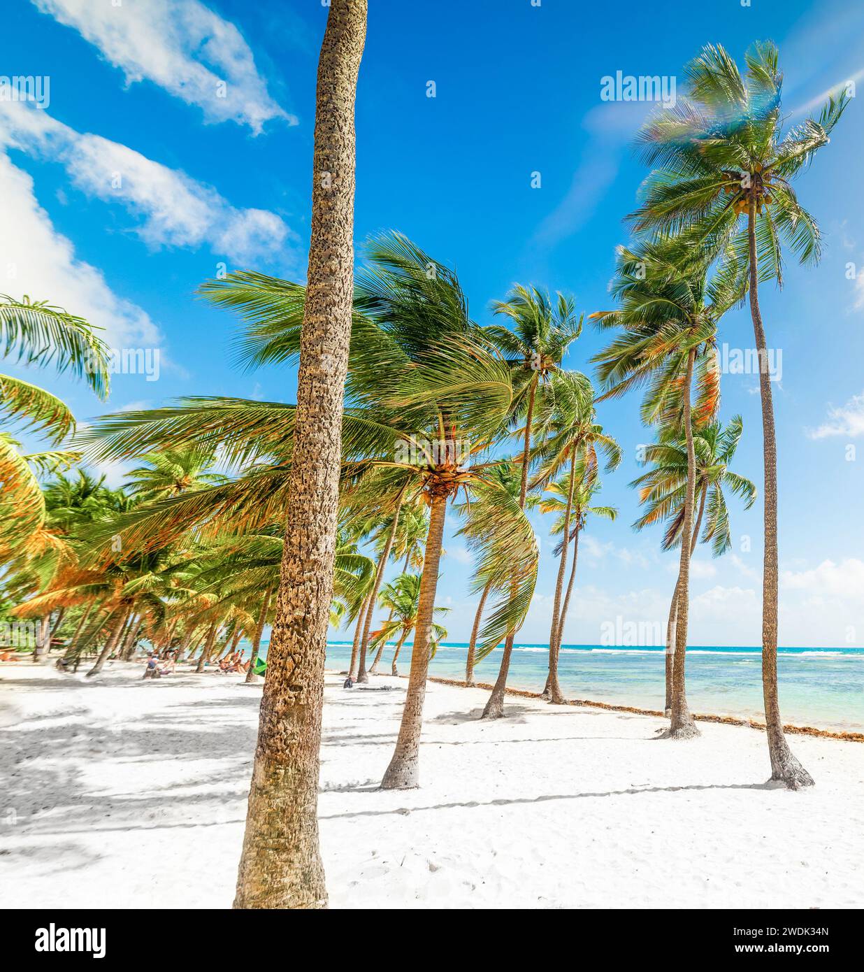 Palm trees and white sand in Bois Jolan beach in Guadeloupe, French ...