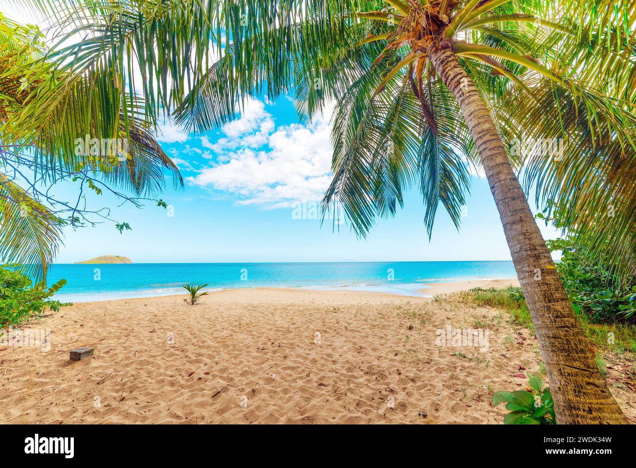 Palm trees in La Perle beach in Guadeloupe, French west indies. Lesser ...