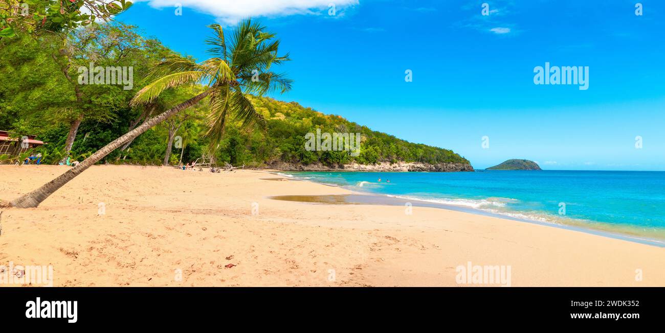 Palm trees leaning over La Perle beach in Guadeloupe, French west ...