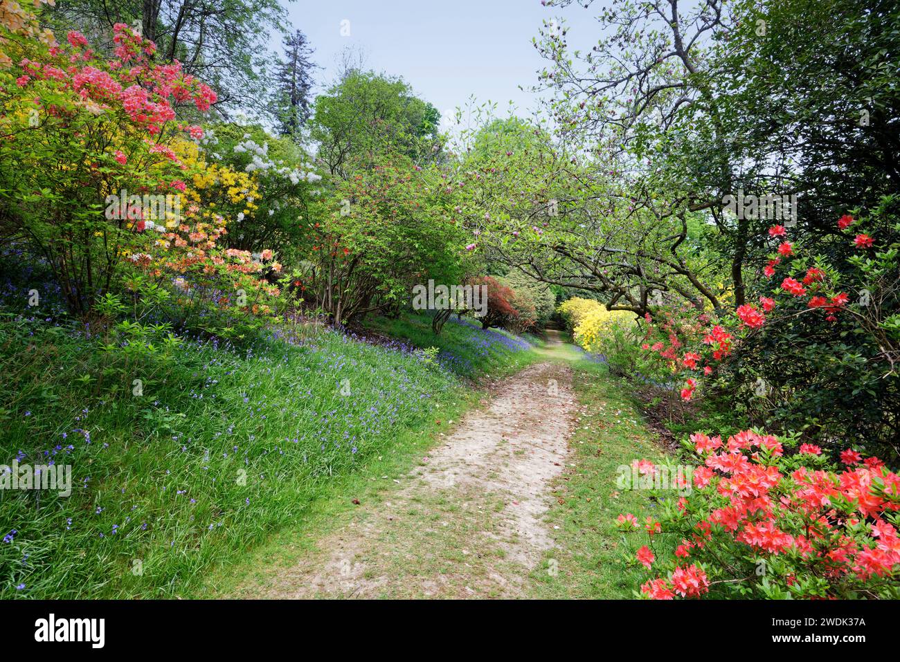 A spring walk in an English Garden Stock Photo - Alamy