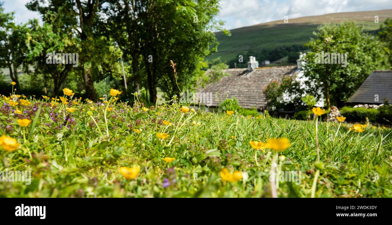 Buttercups and bugles and other wild flowers growing in a lawn in a ...