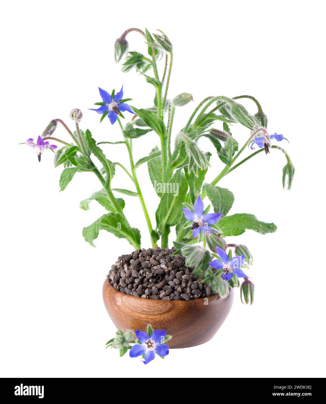Borage seeds with flowers in wooden bowl, isolated on a white ...