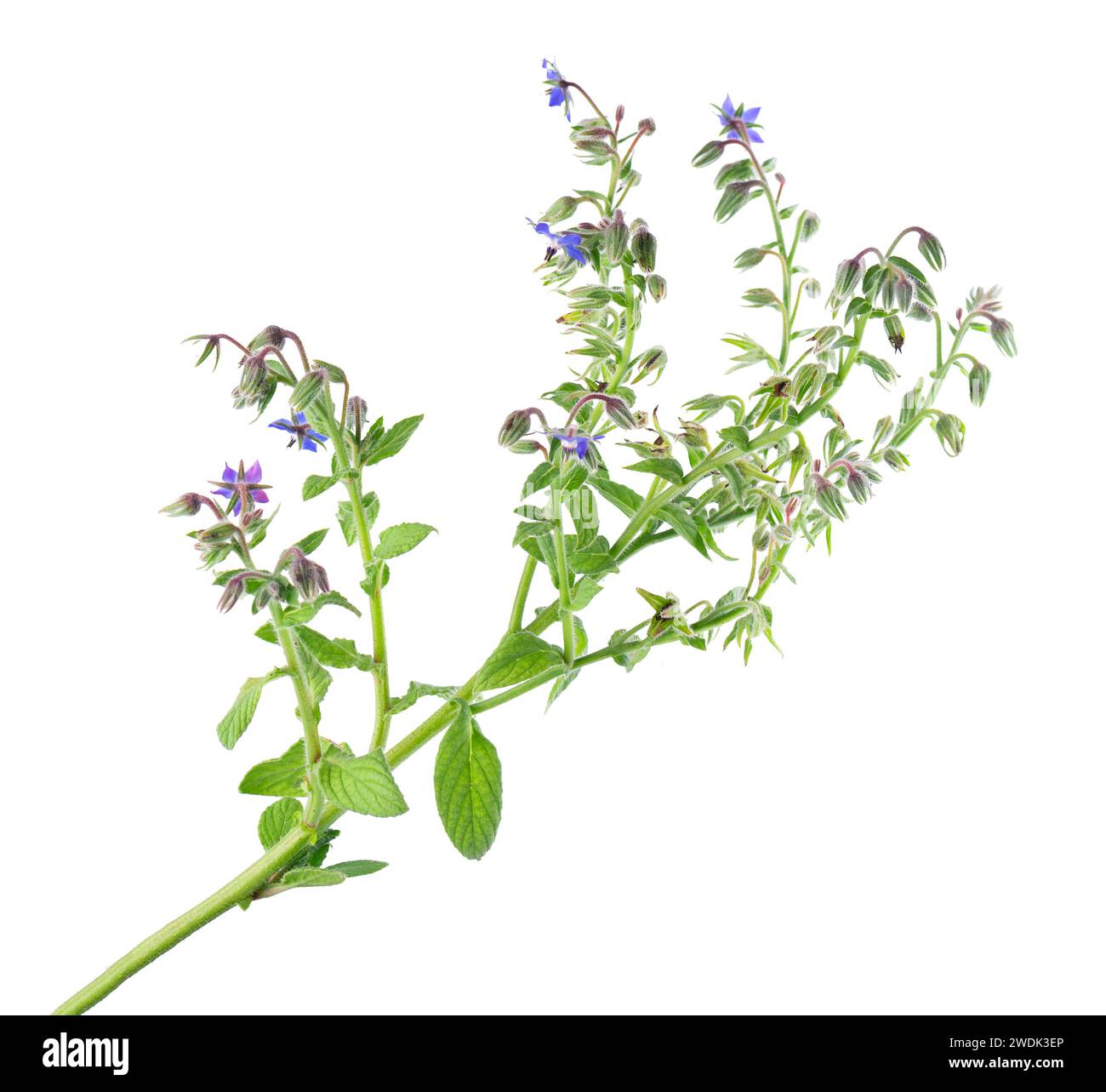 Borage flowers isolated on a white background. Borago officinalis bush ...