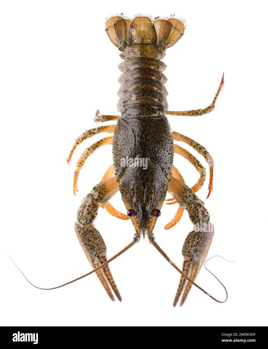 Live crayfish isolated on white background. Clipping path. Top view ...