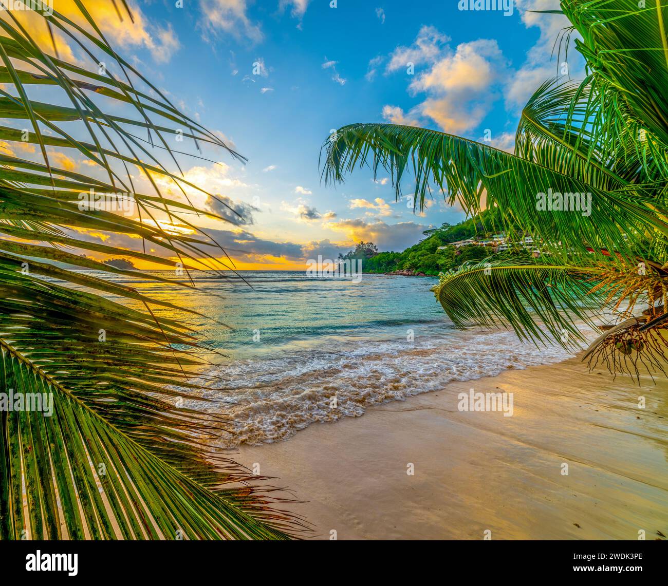 Palm trees by the sea at sunset in Baie Lazare beach in Mahe island ...