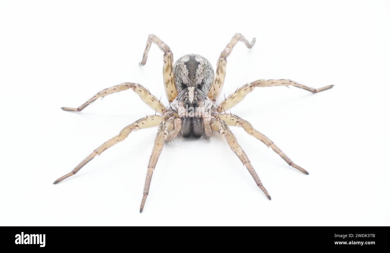 Hogna antelucana is a fairly common species of wolf spider in the ...