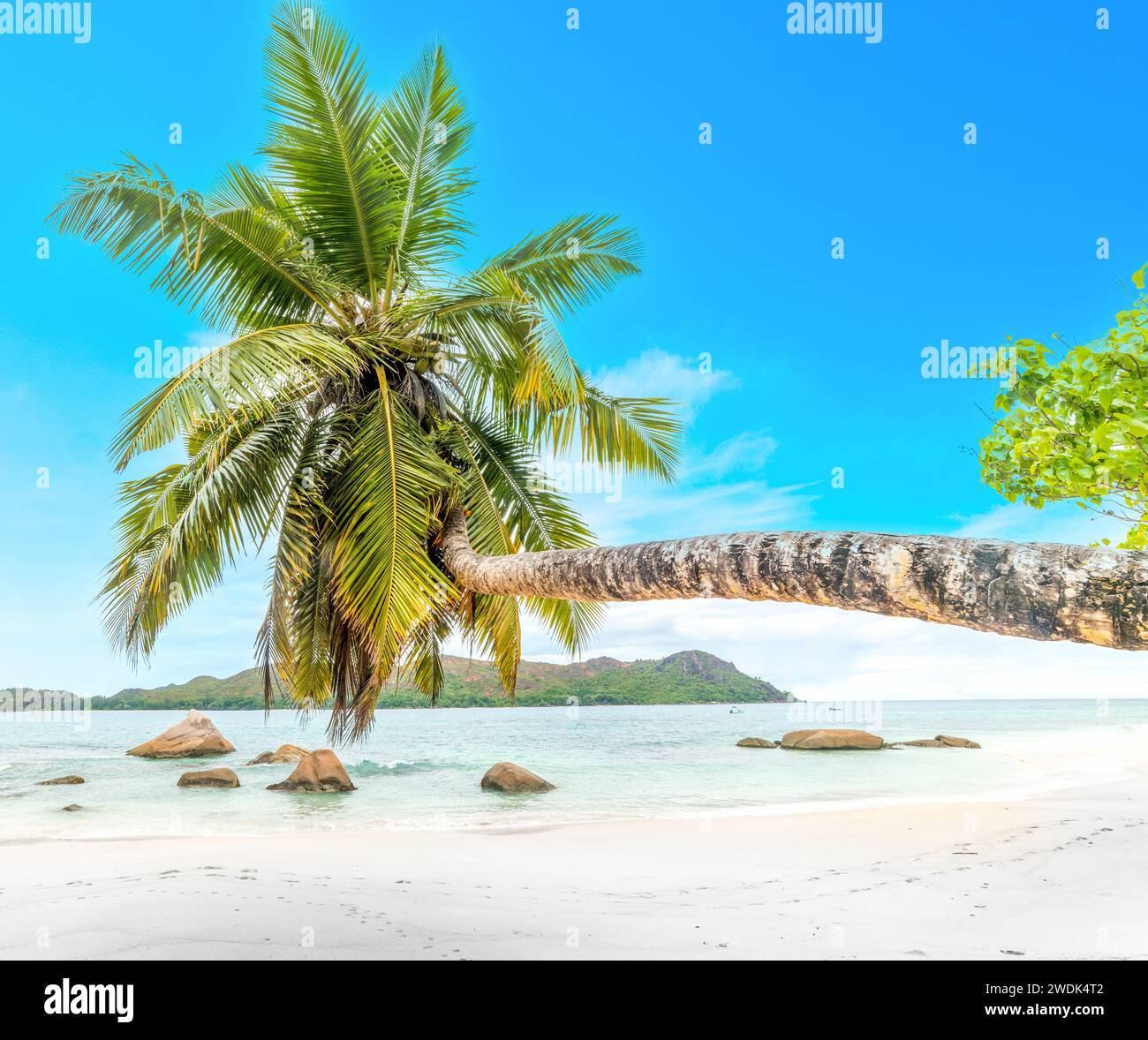 Palm tree by the sea in a tropical beach Stock Photo - Alamy