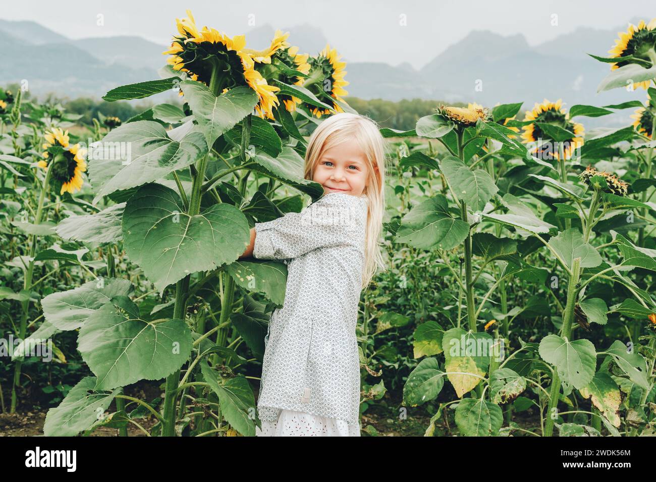 Adorable little 3-4 year old kid girl playing with giant sunflowers in ...