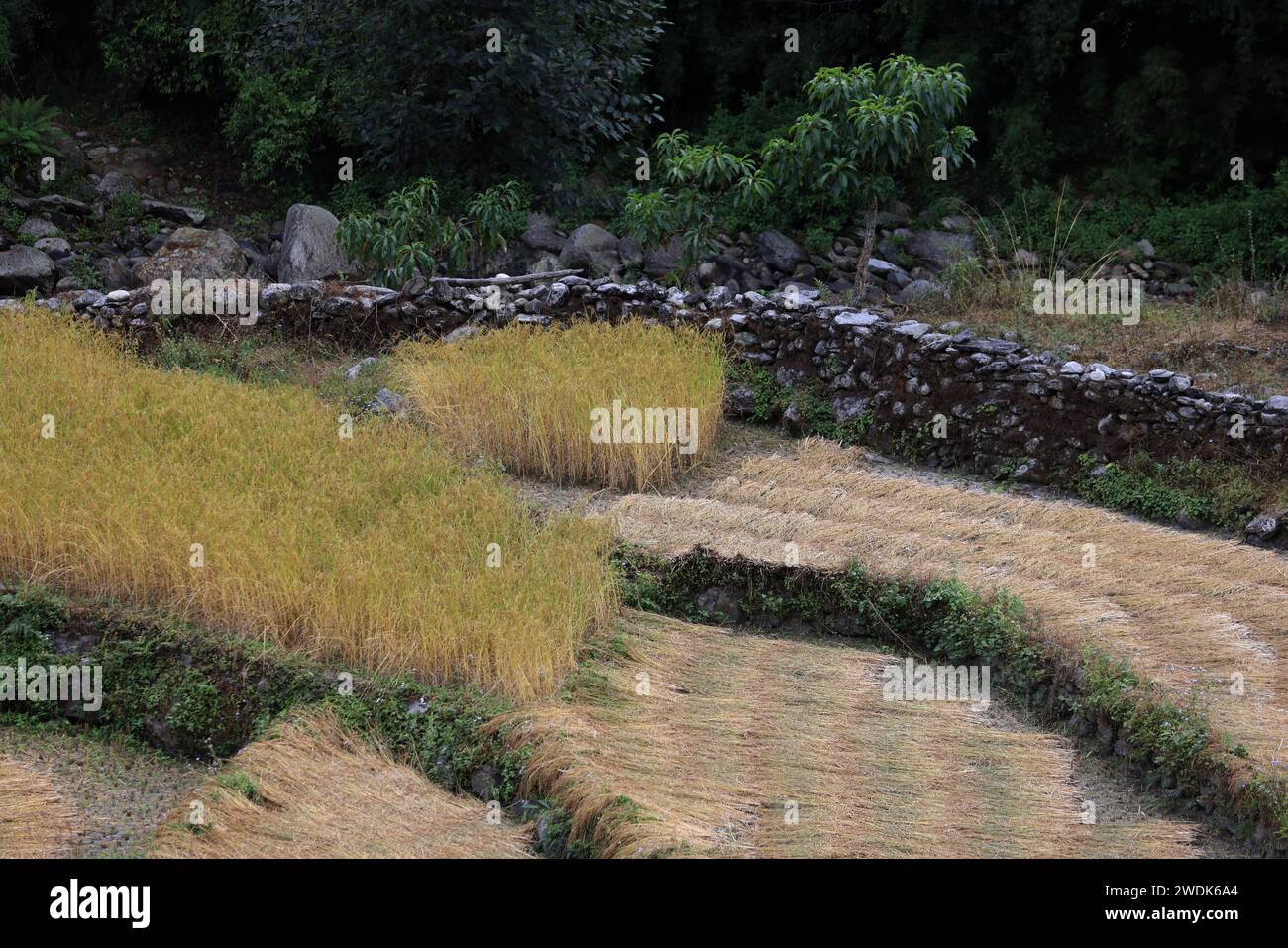 Terraces farmland in nepal hi-res stock photography and images - Alamy