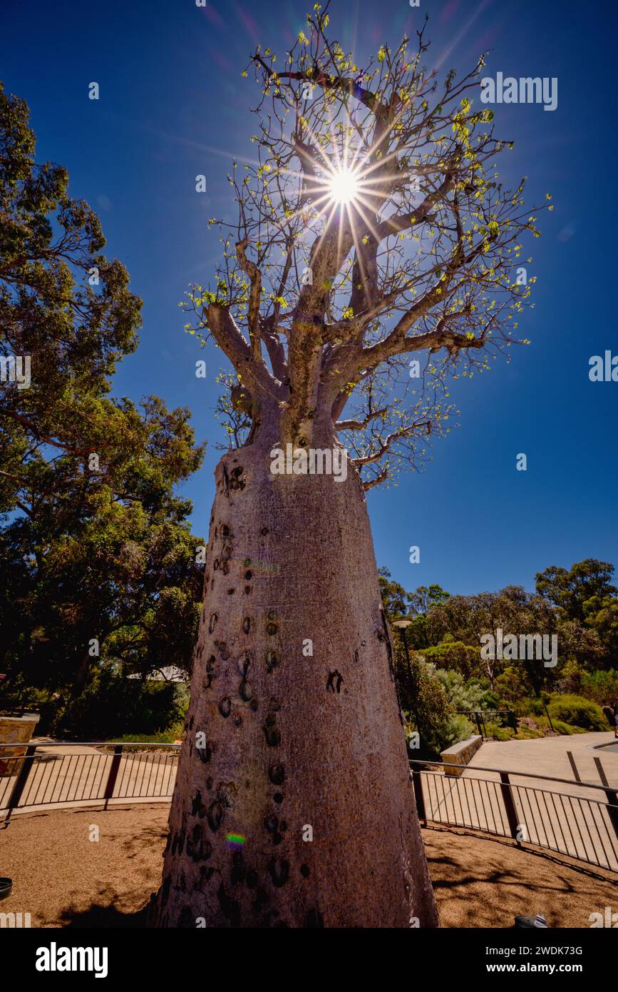 A vertical of sunlight beaming through tree branch in a park in Western ...