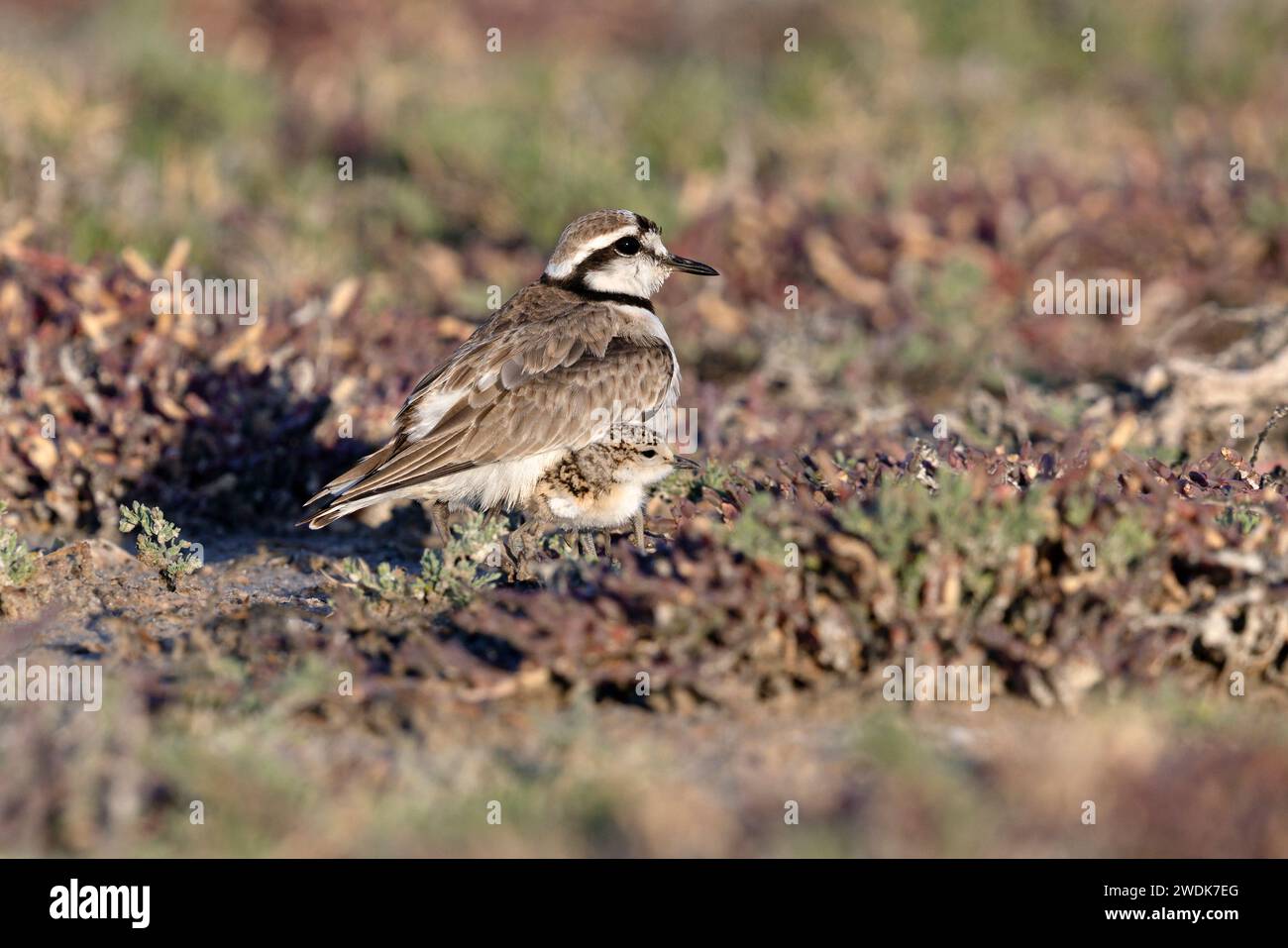 Madagascar Plover, Tsimanampetsotsa National Park, Madagascar, November ...