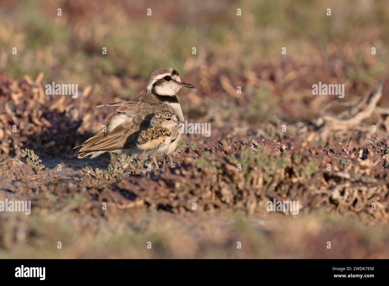 Madagascar Plover, Tsimanampetsotsa National Park, Madagascar, November ...