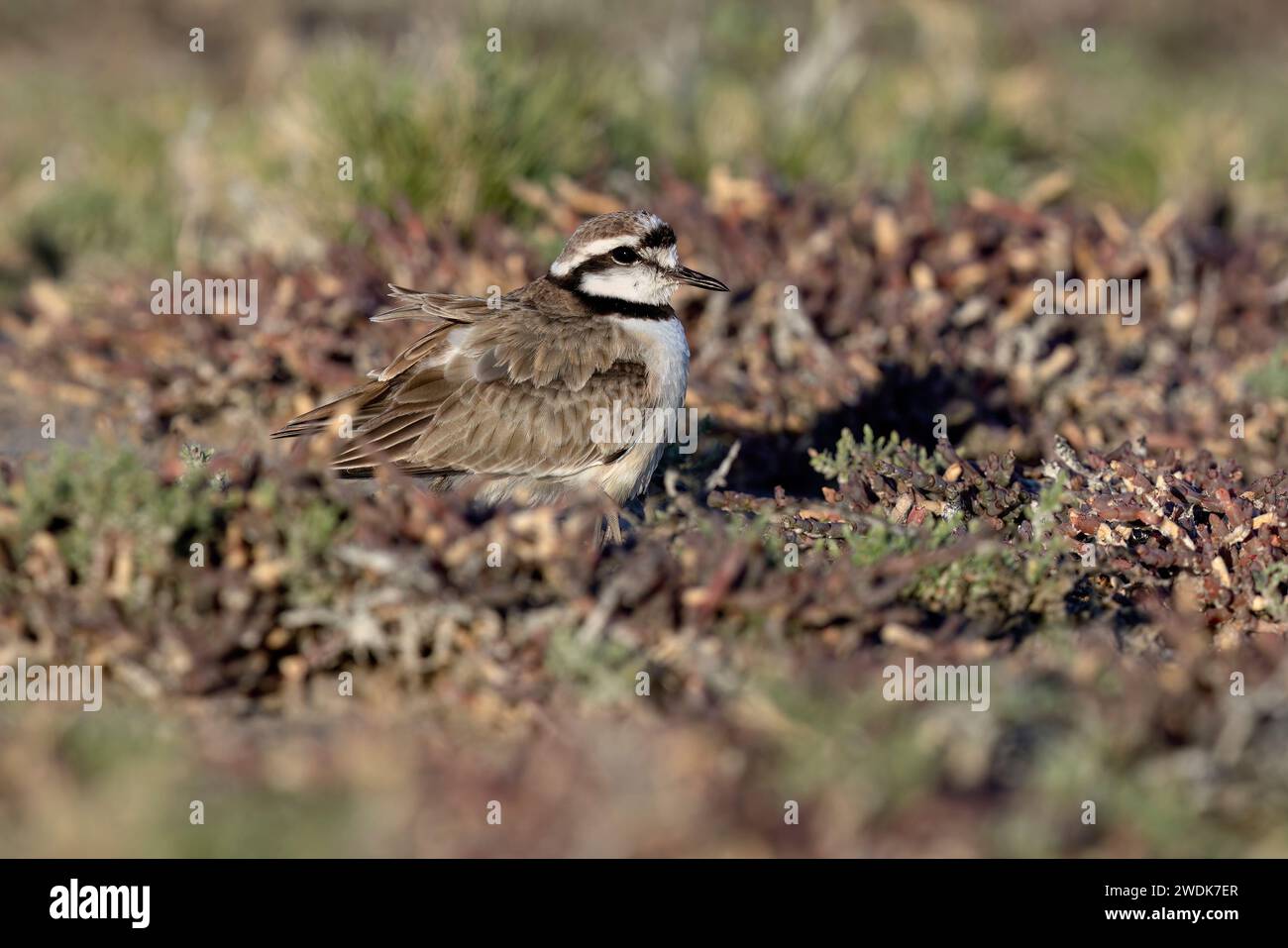 Madagascar Plover, Tsimanampetsotsa National Park, Madagascar, November ...