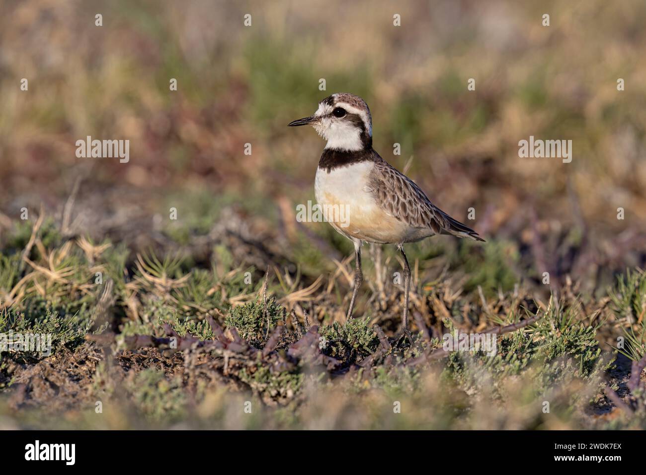 Madagascar Plover, Tsimanampetsotsa National Park, Madagascar, November ...