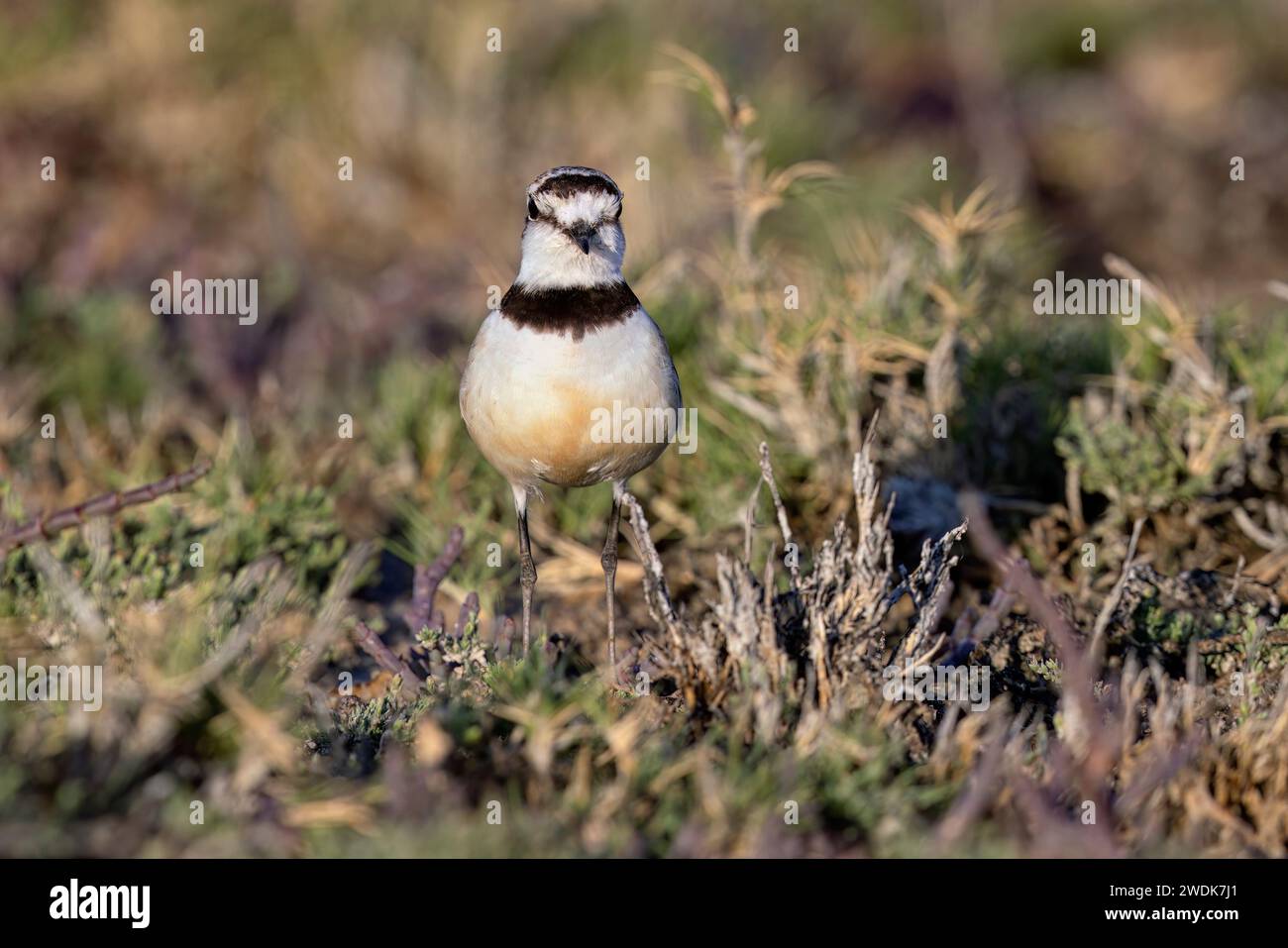 Madagascar Plover, Tsimanampetsotsa National Park, Madagascar, November ...
