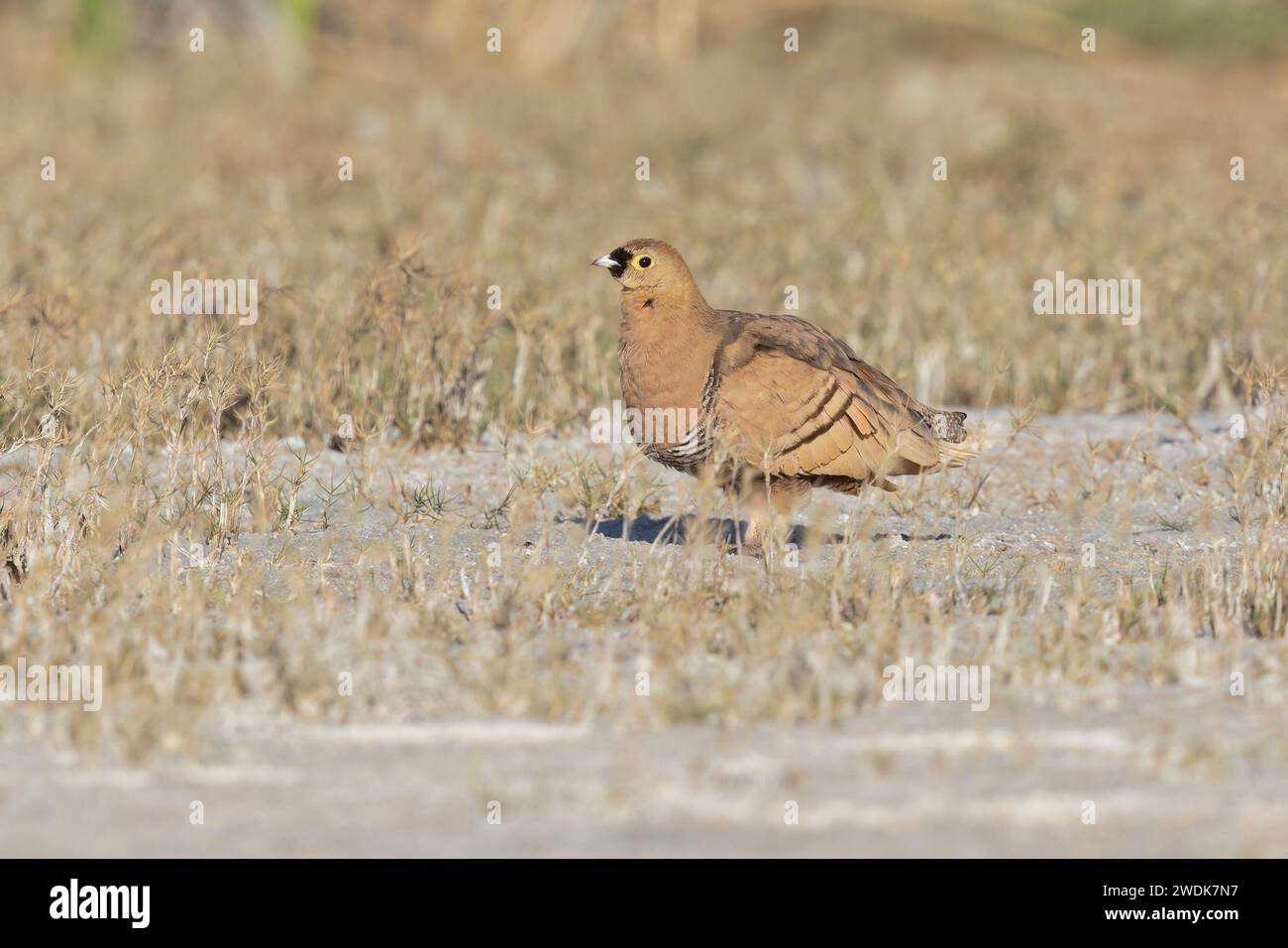 Madagascar Sandgrouse, Tsimanampetsotsa NP, Madagascar, November 2023 ...