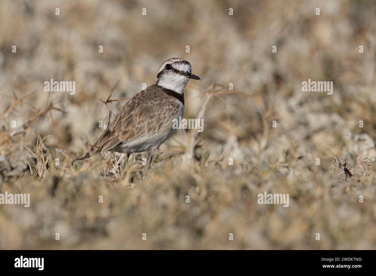Madagascar Plover, Tsimanampetsotsa National Park, Madagascar, November ...