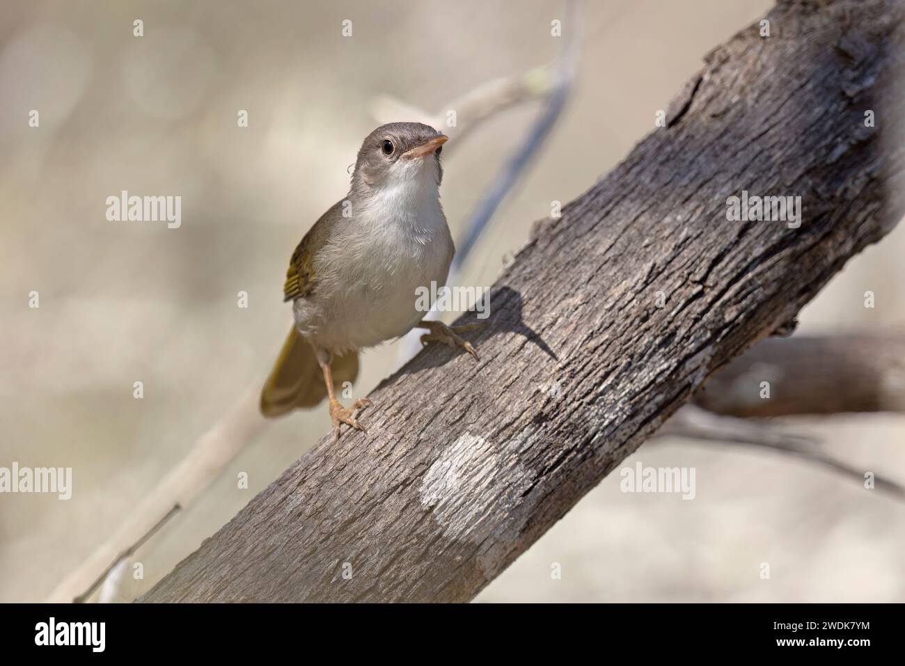 Thamnornis, Tsimanampetsotsa National Park, Madagascar, November 2023 Stock Photo - Alamy