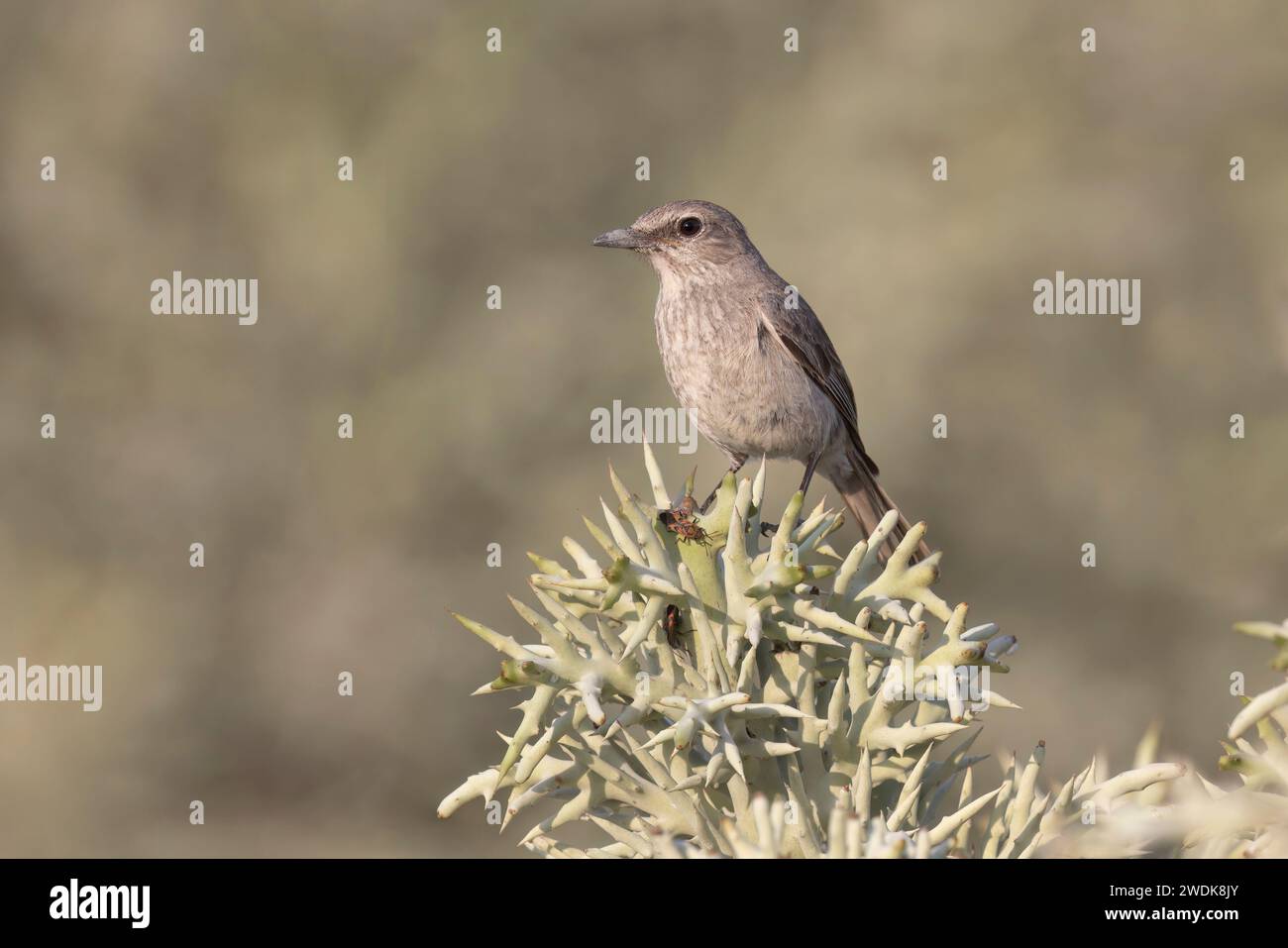 Littoral Rock-Thrush, Anakao, Madagascar, November 2023 Stock Photo - Alamy