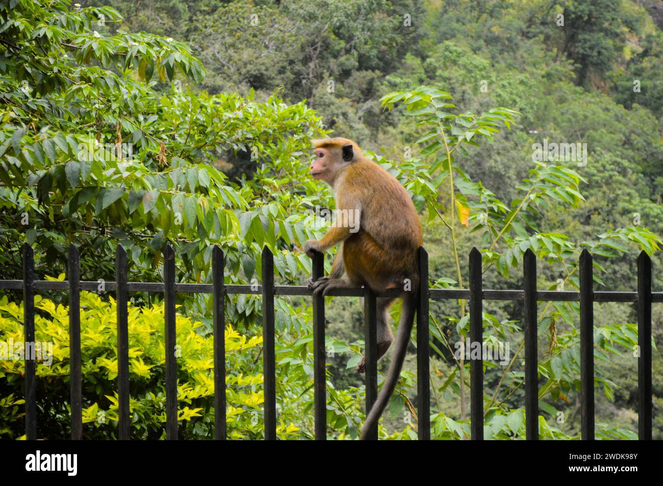Curious monkey sitting on a fence Stock Photo - Alamy