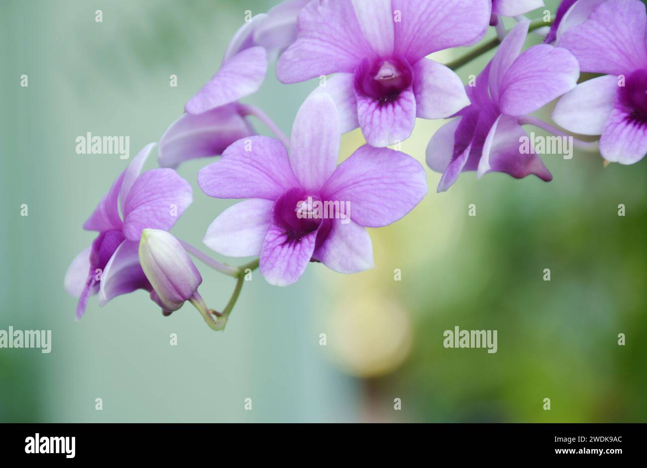 Dendrobium on tree hi-res stock photography and images - Alamy
