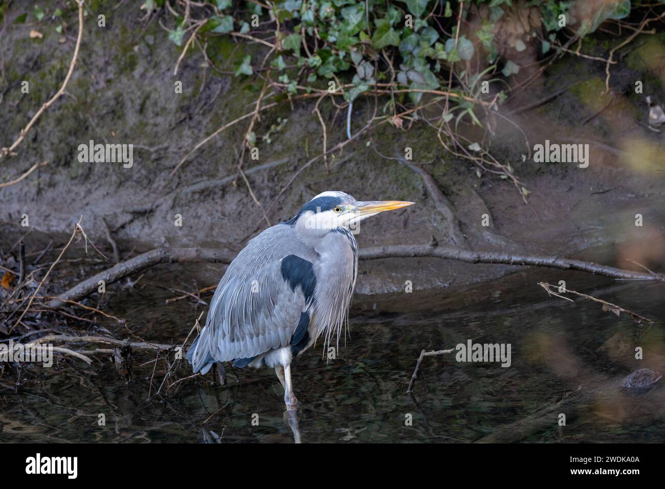 Dublins birdlife hi-res stock photography and images - Alamy