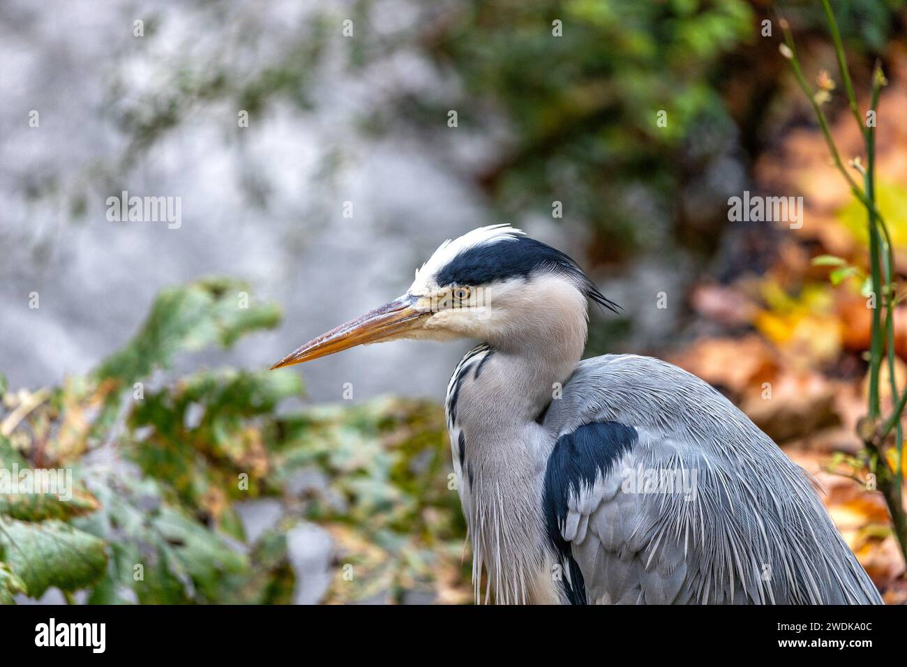 Dublins birdlife hi-res stock photography and images - Alamy