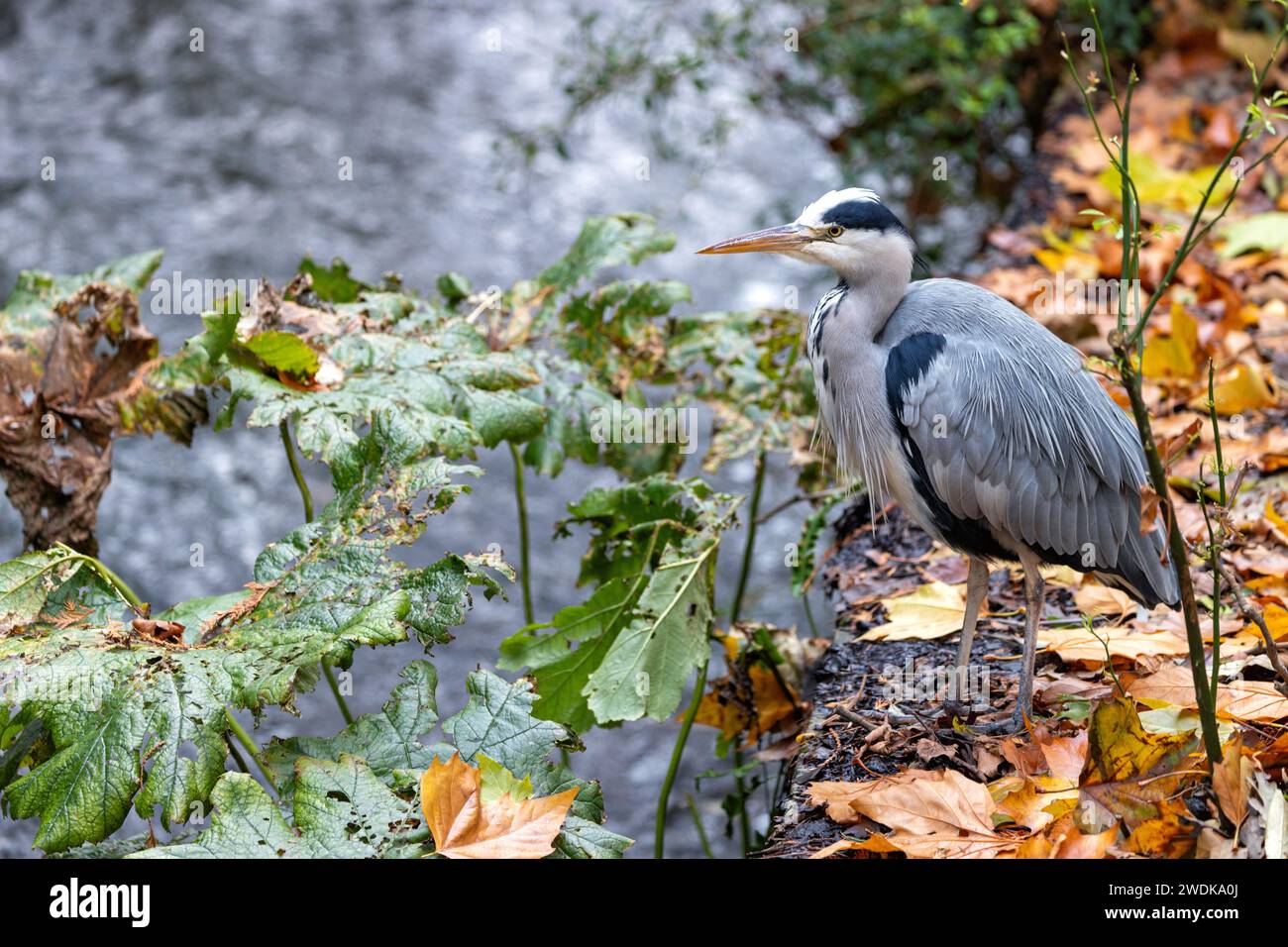 Within the tranquil environs of Ireland's National Botanic Gardens, the ...