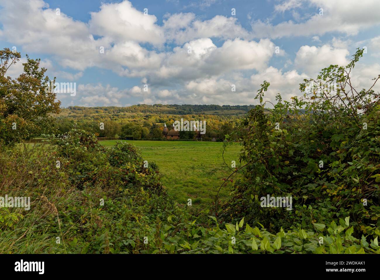 Over the hedge into an English field Stock Photo - Alamy