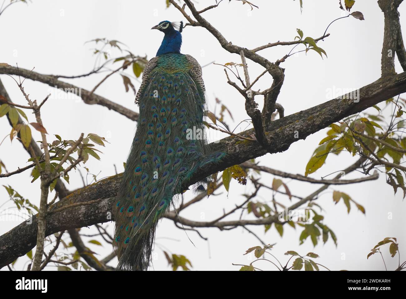 Chitwan, Nepal. 1st Feb, 2017. A peacock rests on a tree along the ...