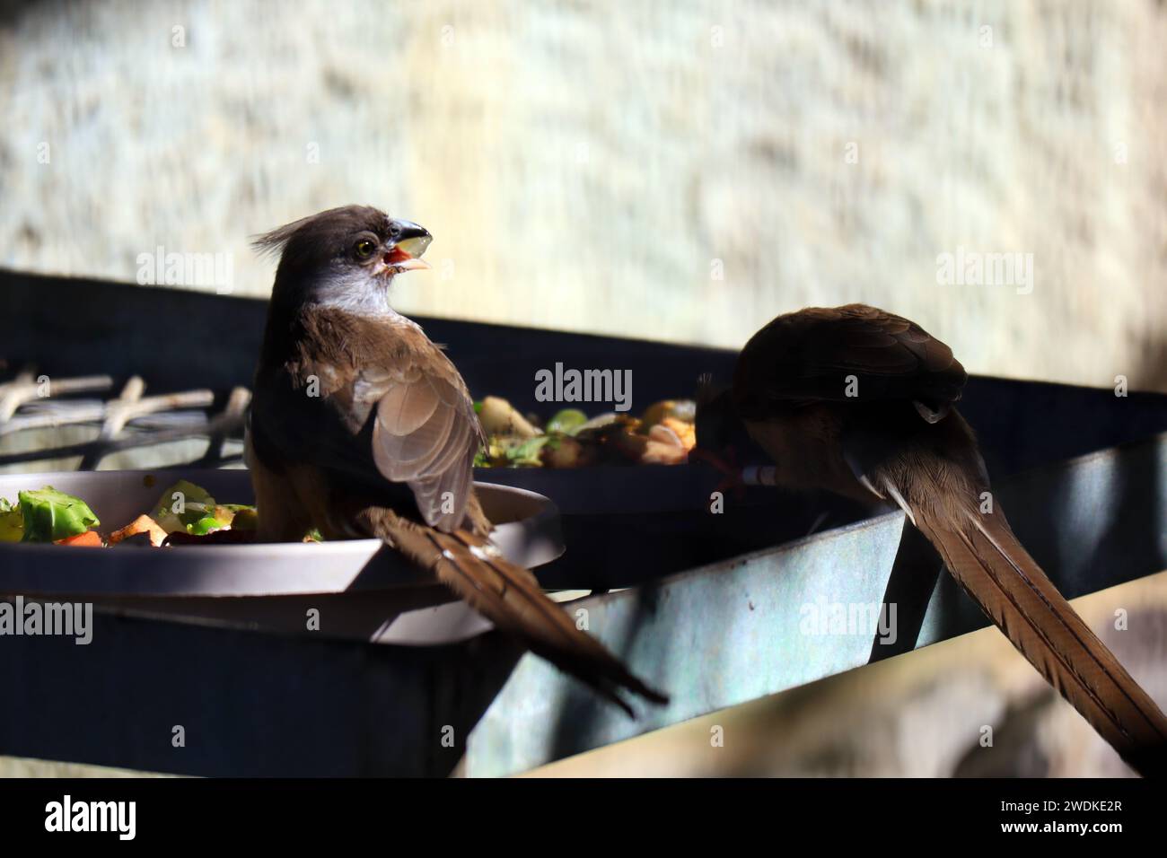 Largest species of mousebird hi-res stock photography and images - Alamy