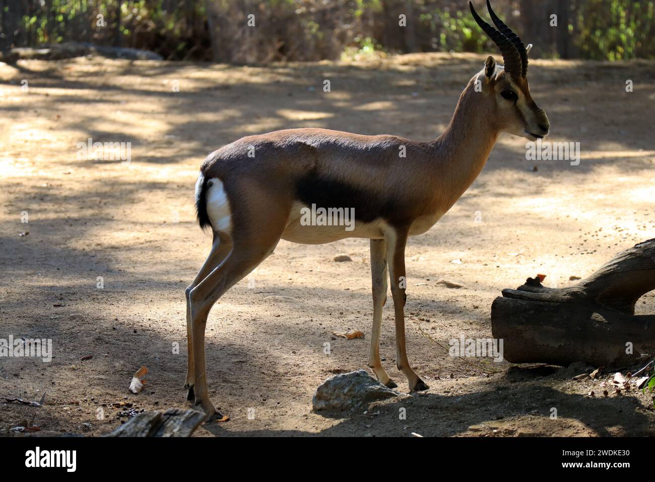 Speke's Gazelle (Gazella spekei), is the smallest of the gazelle ...