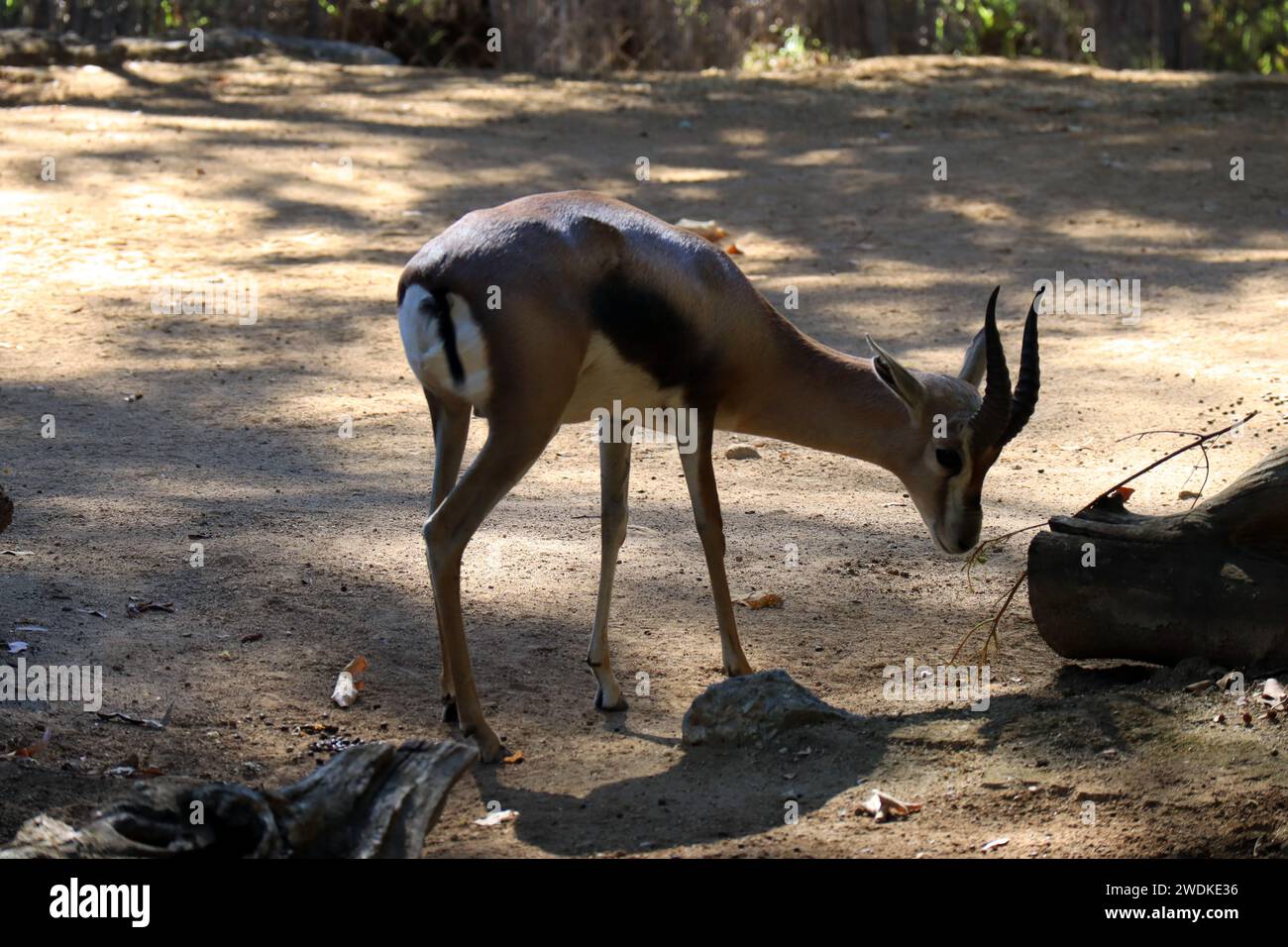 Speke's Gazelle (Gazella spekei), is the smallest of the gazelle ...