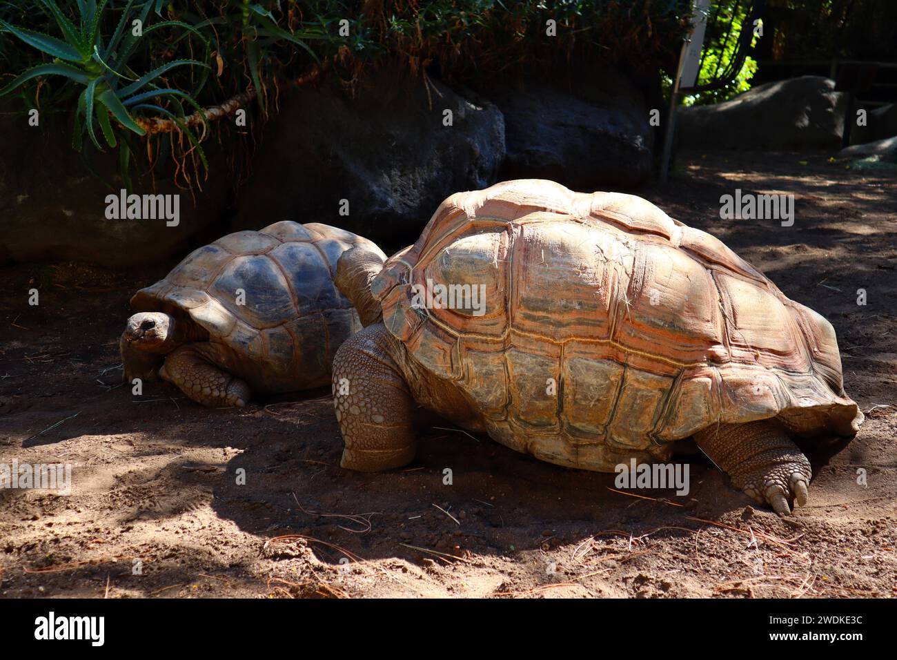 Aldabra Tortoise (Geochelone gigantea), is a species of tortoise in the ...