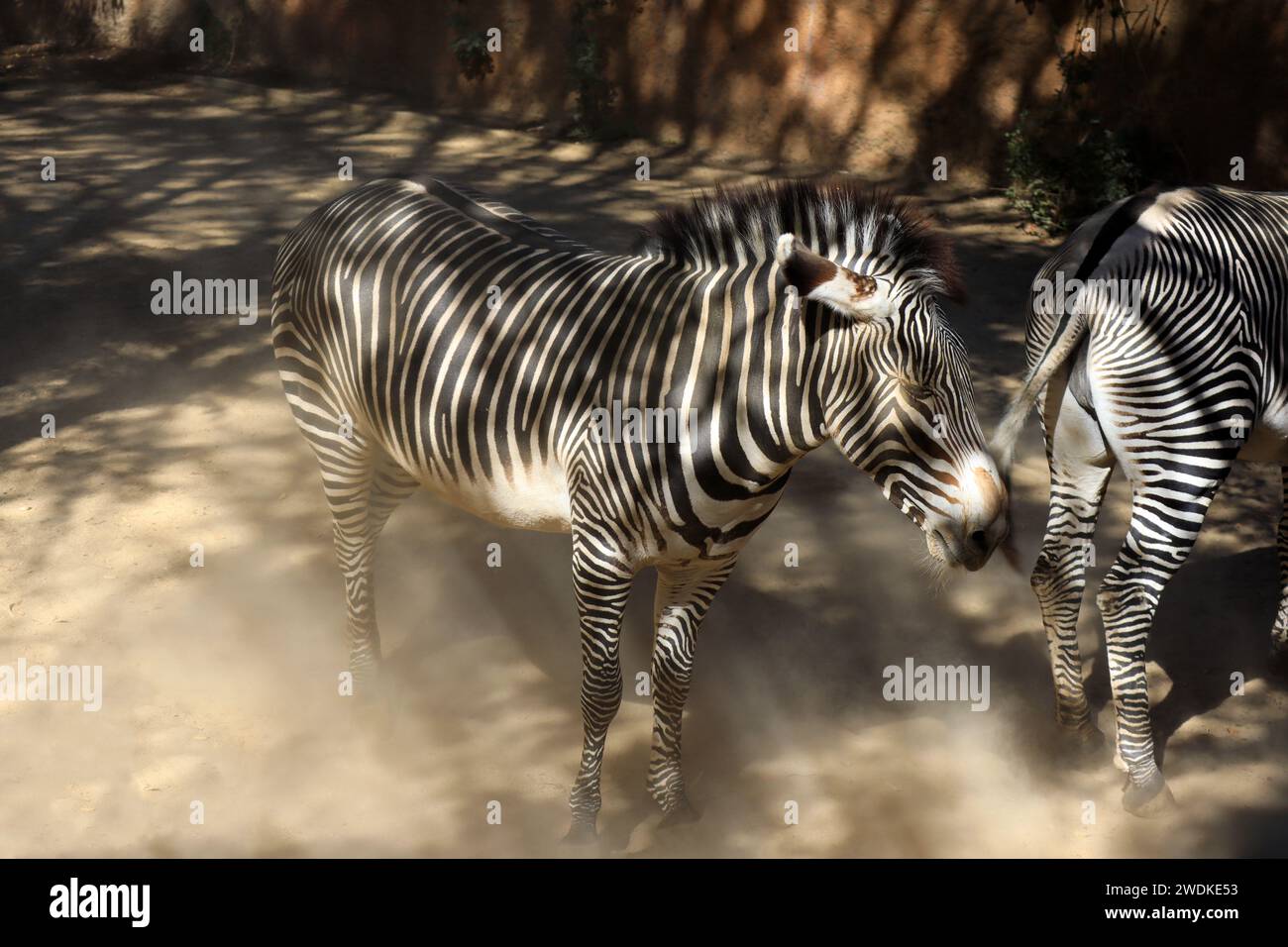Grevy's Zebra (Equus grevyi) also known as the Imperial Zebra Stock ...