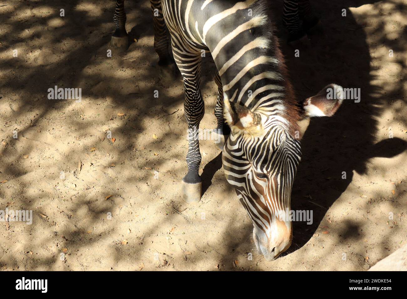 Grevy's Zebra (Equus grevyi) also known as the Imperial Zebra Stock ...